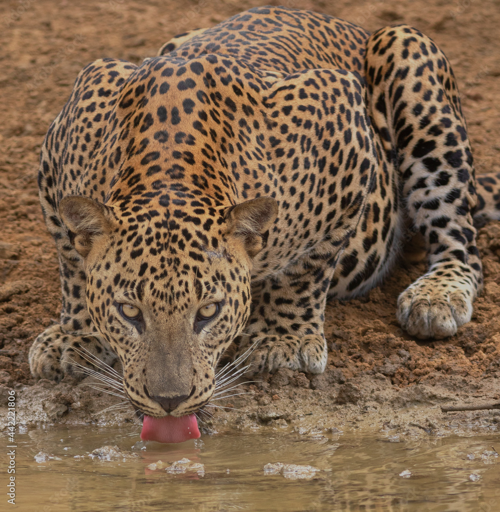 Sri Lankan Leopard Drinking Water