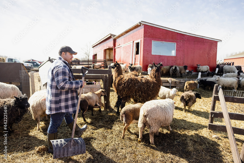 Male farmer tending to sheep and llamas on sunny farm Stock Photo ...