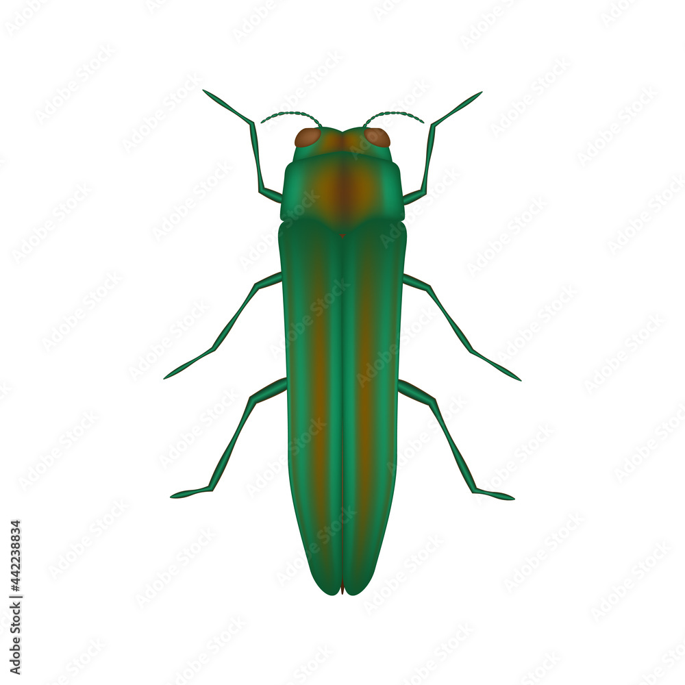 The emerald ash borer icon, 3d vector illustration, Agrilus planipennis ...