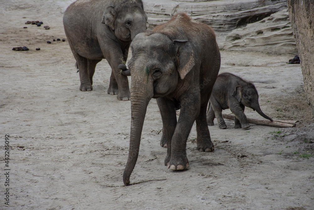 Elephant mother, father and their calf in Zoo. Cute baby elephant with ...