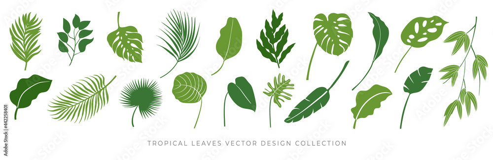 Tropical leaves vector set. Palm leaf, coconut leaf, banana leaves ...