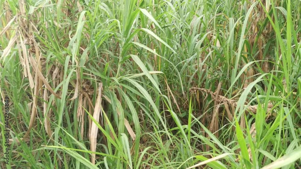 wild bushes of saccharum spontaneum growth plant Stock Video | Adobe Stock