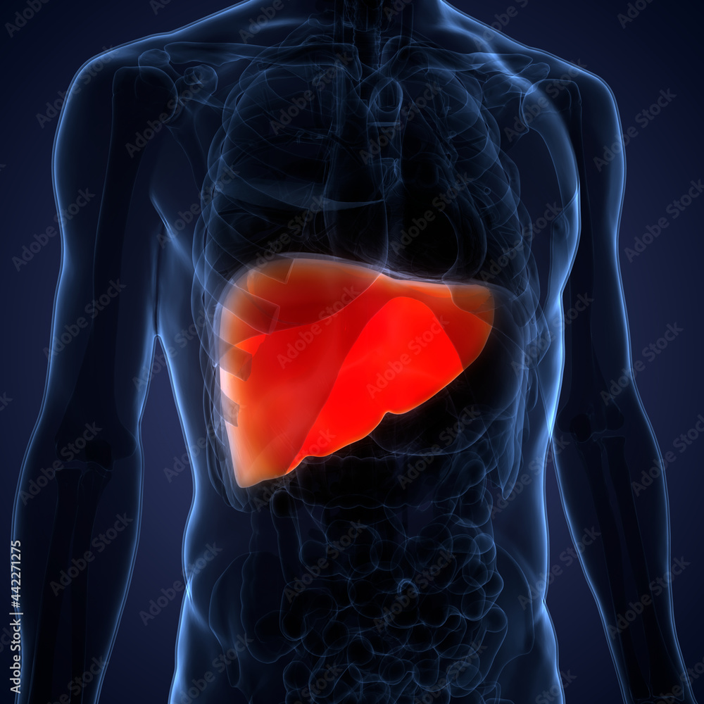 Human Internal Digestive Organ Liver Anatomy Stock Illustration | Adobe ...