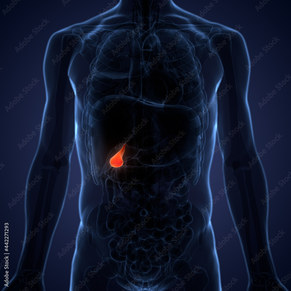 Human Internal Organs Gallbladder Anatomy Stock Illustration | Adobe Stock