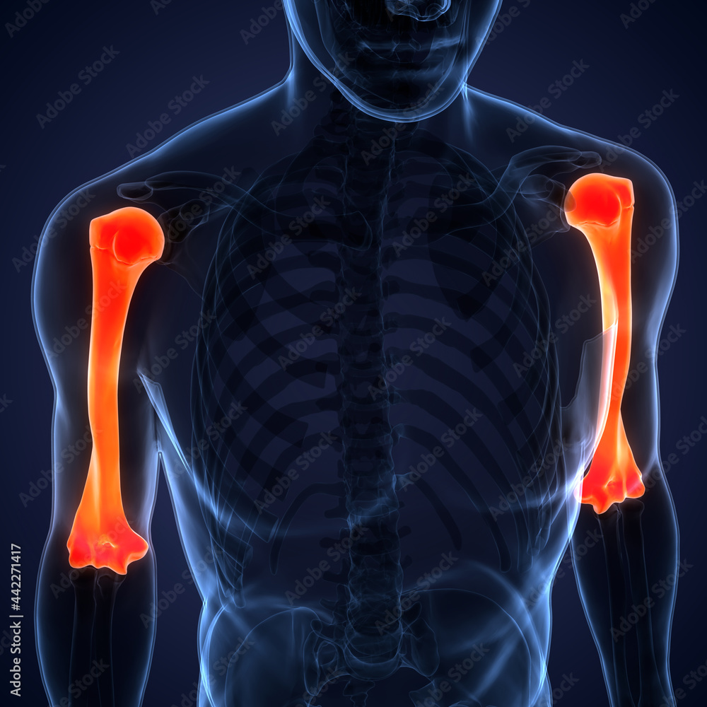 Human Skeleton System Humerus Bone Joints Anatomy ilustração do Stock ...