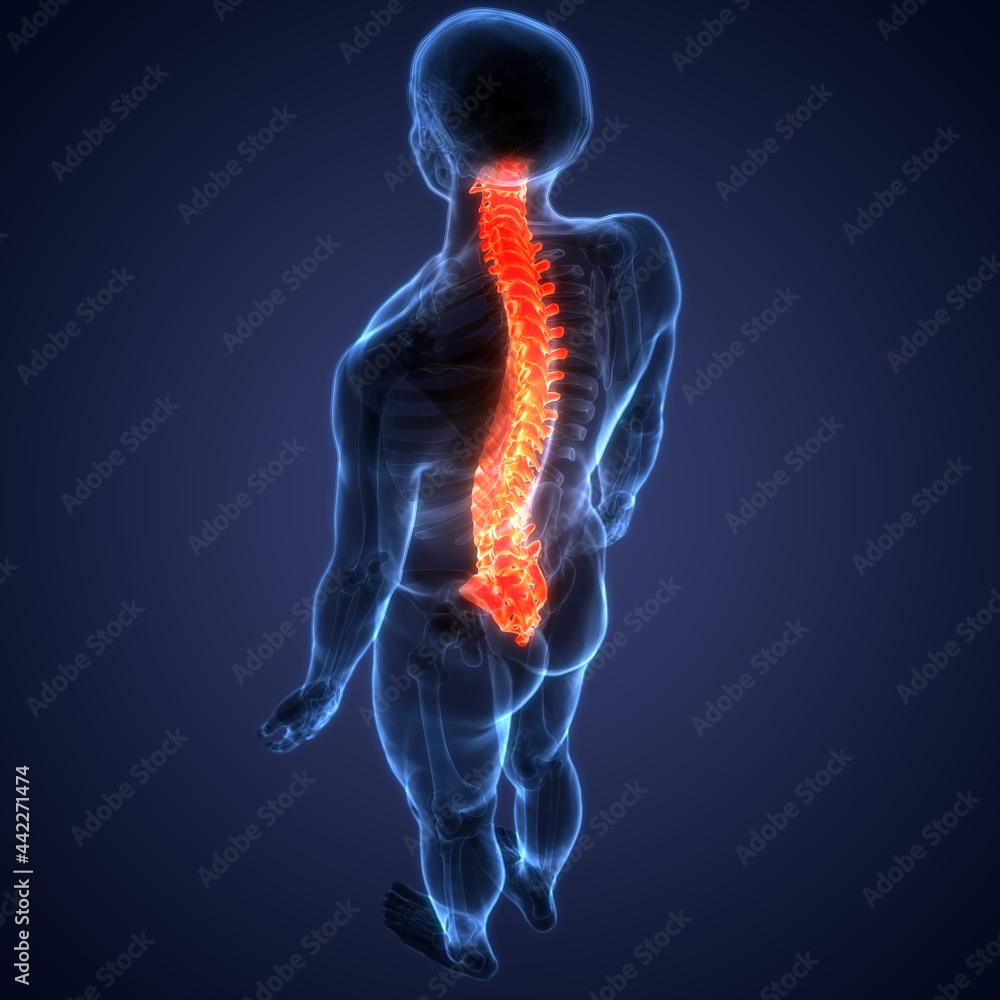 Spinal Cord Vertebral Column of Human Skeleton System Anatomy Stock ...
