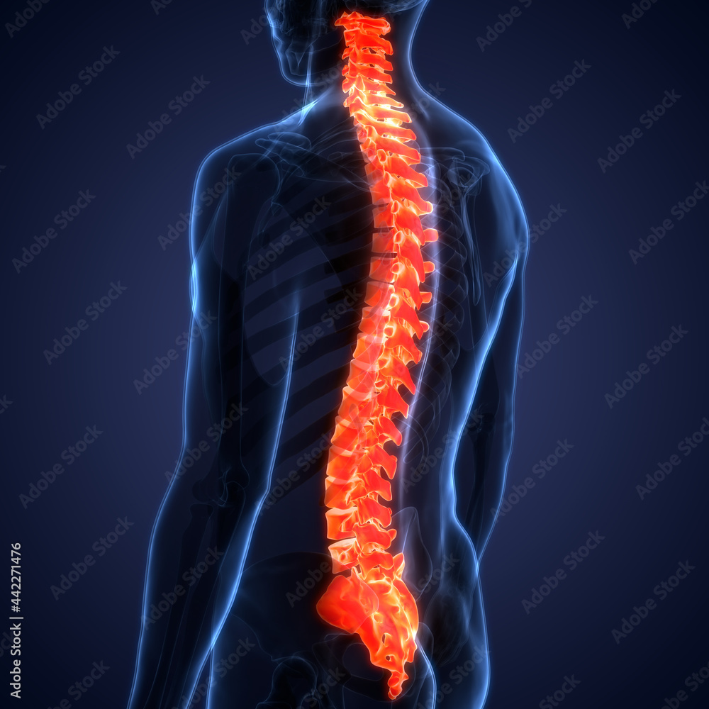 Spinal Cord Vertebral Column of Human Skeleton System Anatomy Stock ...