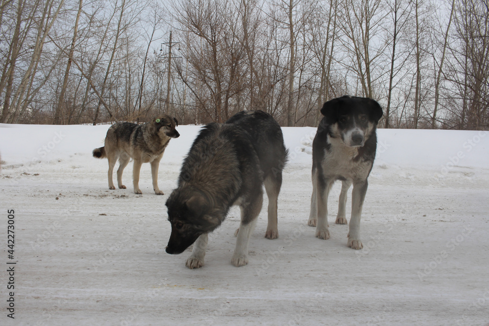 a pack of stray dogs hungry stray animals with tags in their ears ...