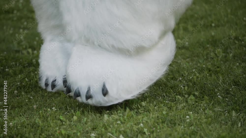 Paws of the costume of huge fluffy polar bear bounce on the grass. Paws ...