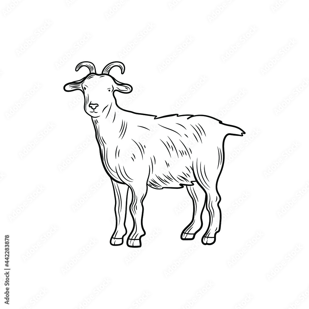 Vector goat sketch, outline illustration, farm animal isolated on white ...