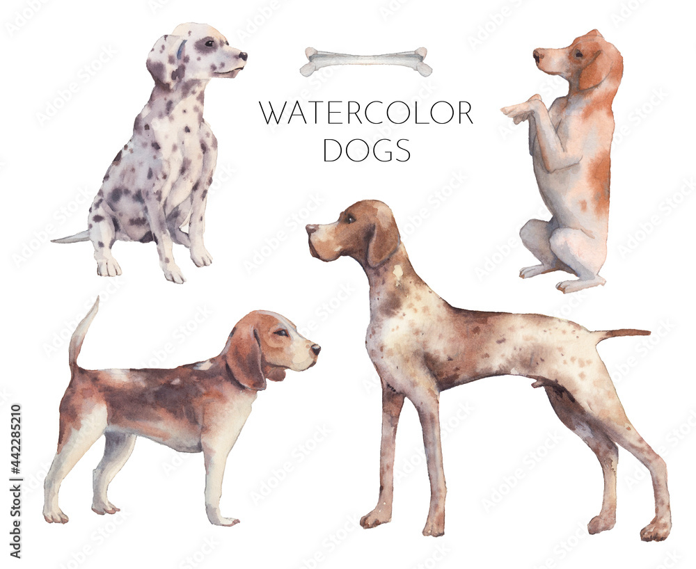 Watercolor dogs set. Isolated illustration of various dogs on white ...