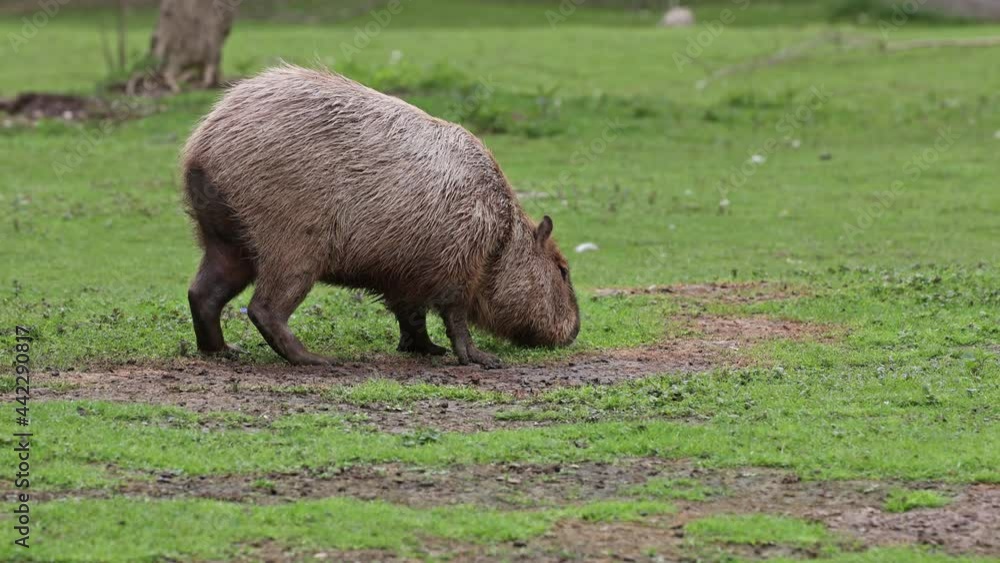 The capybara, Hydrochoerus hydrochaeris is the largest extant rodent in ...
