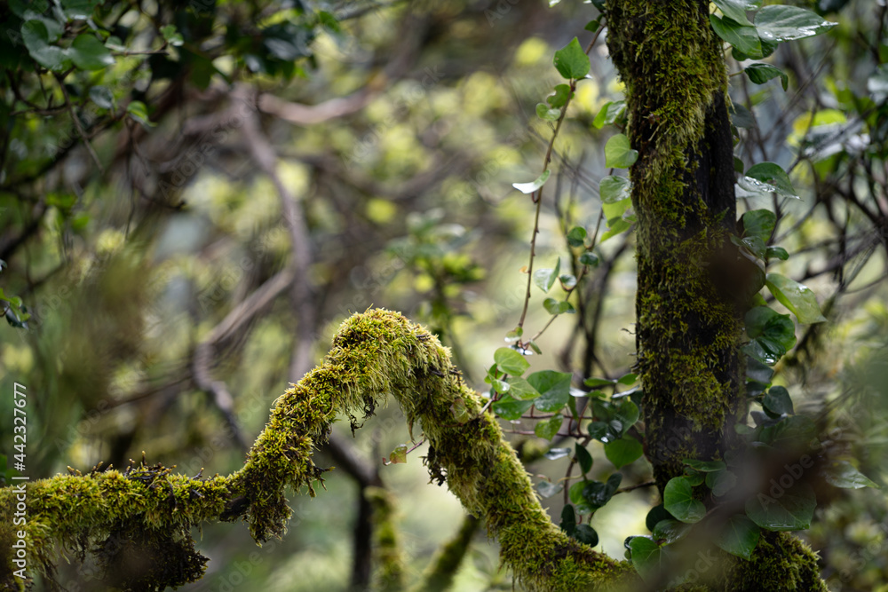 Intertwined tree branches full of moss. It is the exuberance of the ...
