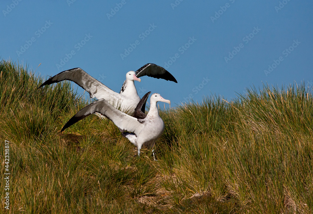 Grote Albatros, Snowy (Wandering) Albatross, Diomedea (exulans) exulans ...