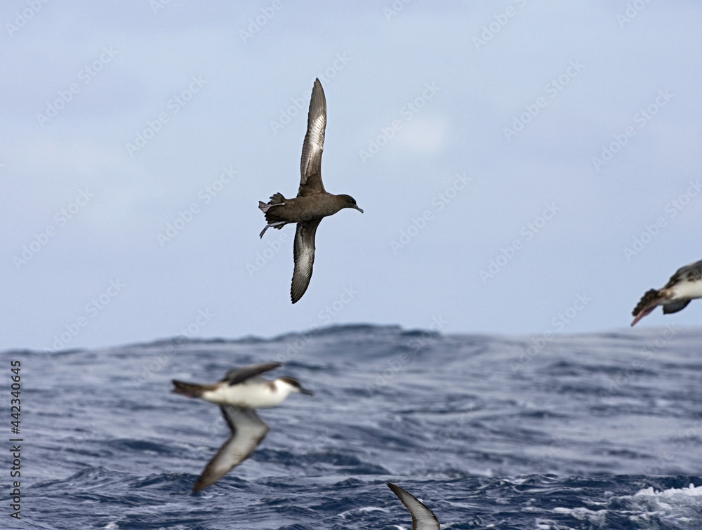 Sooty Shearwater Migration Sooty Shearwater Migration