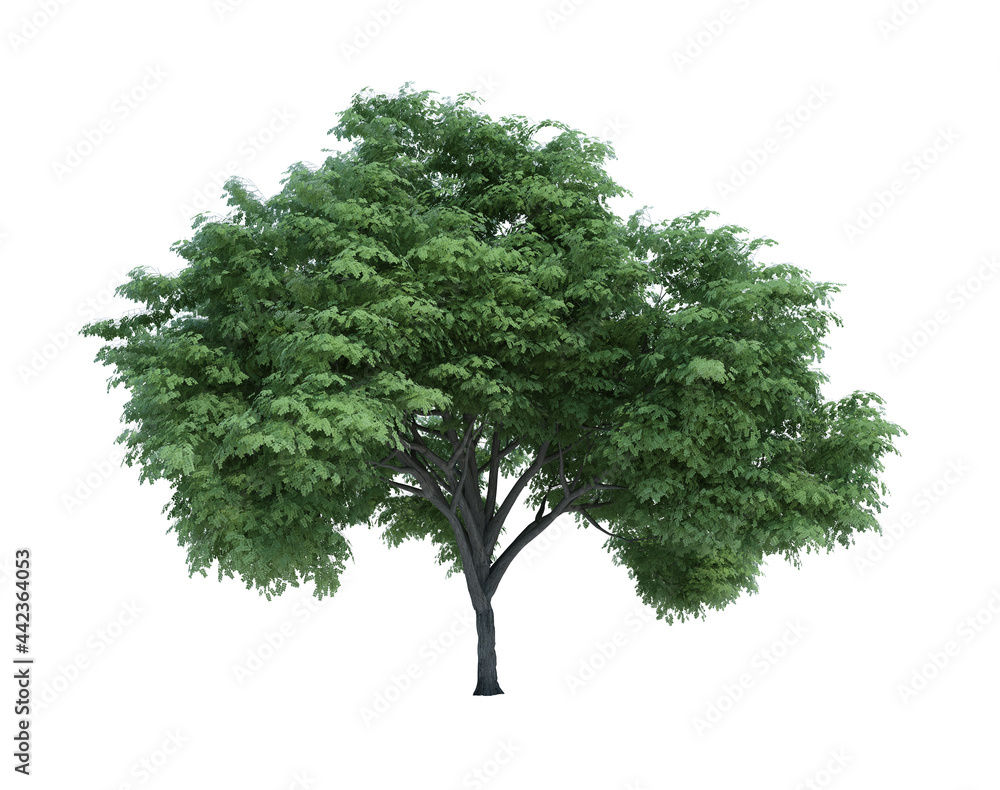3d rendering Nature object tree isolated white background Stock ...