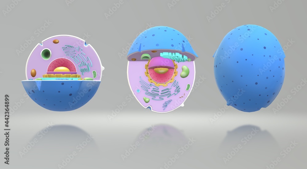 animal cell model. 3d illustration . Realistic animal cell model ...