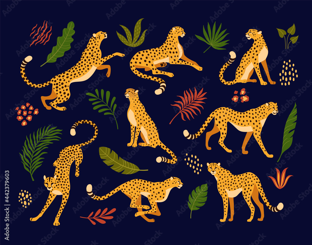 Cheetahs collection. Vector illustration of cartoon cheetahs in various ...