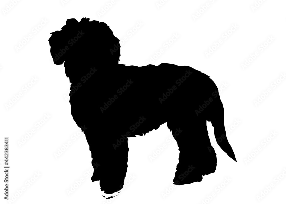 Goldendoodle dog silhouette, Vector illustration silhouette of a dog on ...