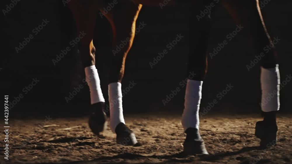 Leg view of a horse rearing up. Low angle footage of a dark brown horse ...
