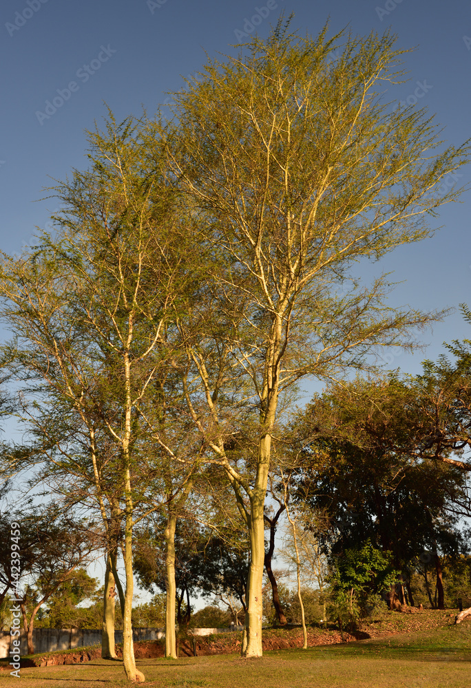 The name fever tree for these yellow acacias was given to it by the ...