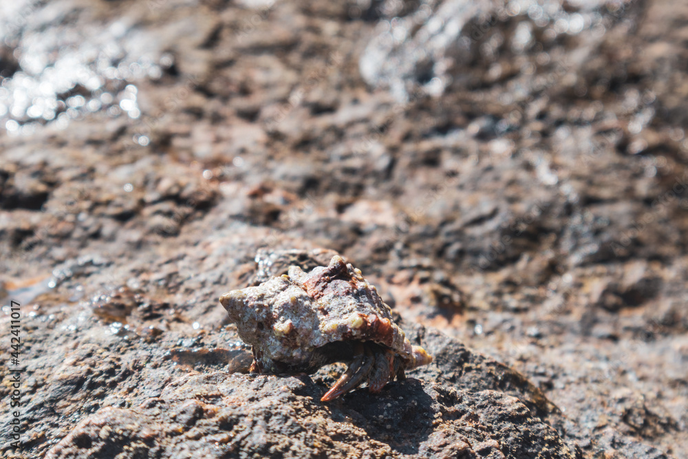 Hermit crab hidden in mollusc hard shell close-up on rock textured ...