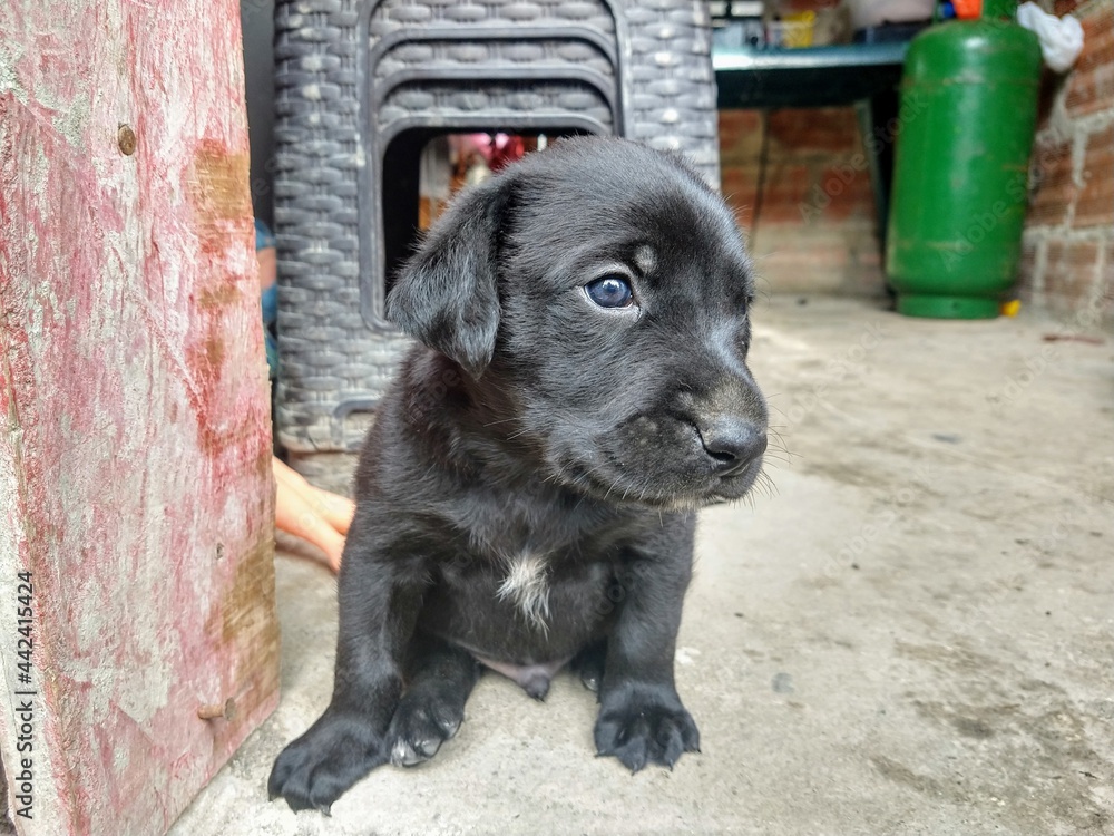 labrador con pastor belga malinois Stock Photo | Adobe Stock