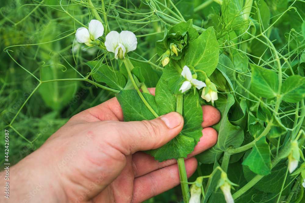 Farmer checks the disease or pests of the peas during the flowering ...