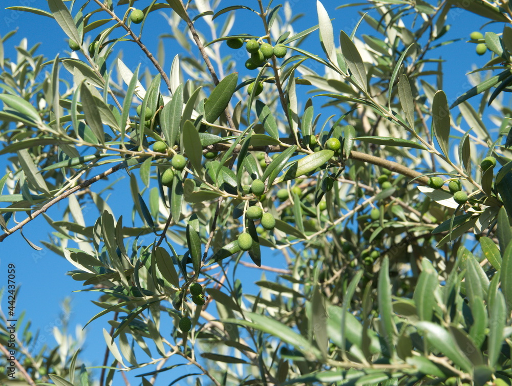 Olive tree with fruits, mediterranean olive tree, Olea europeana ...