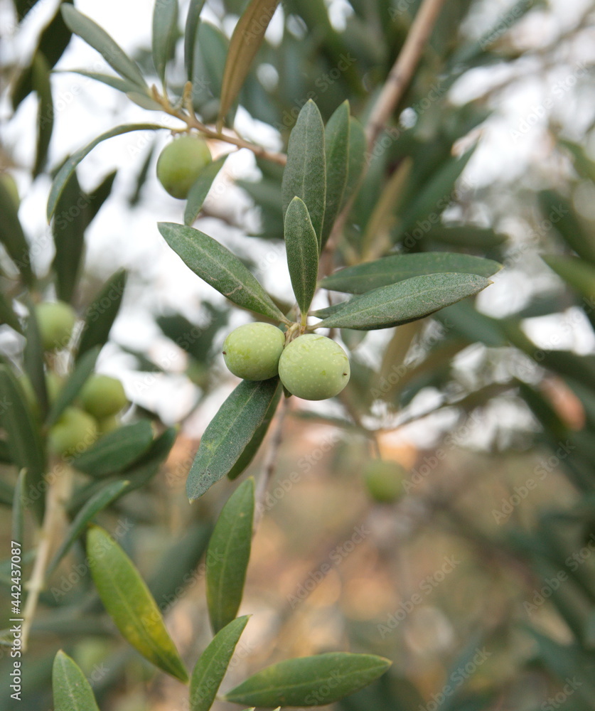 Olive tree with fruits, mediterranean olive tree, Olea europeana ...