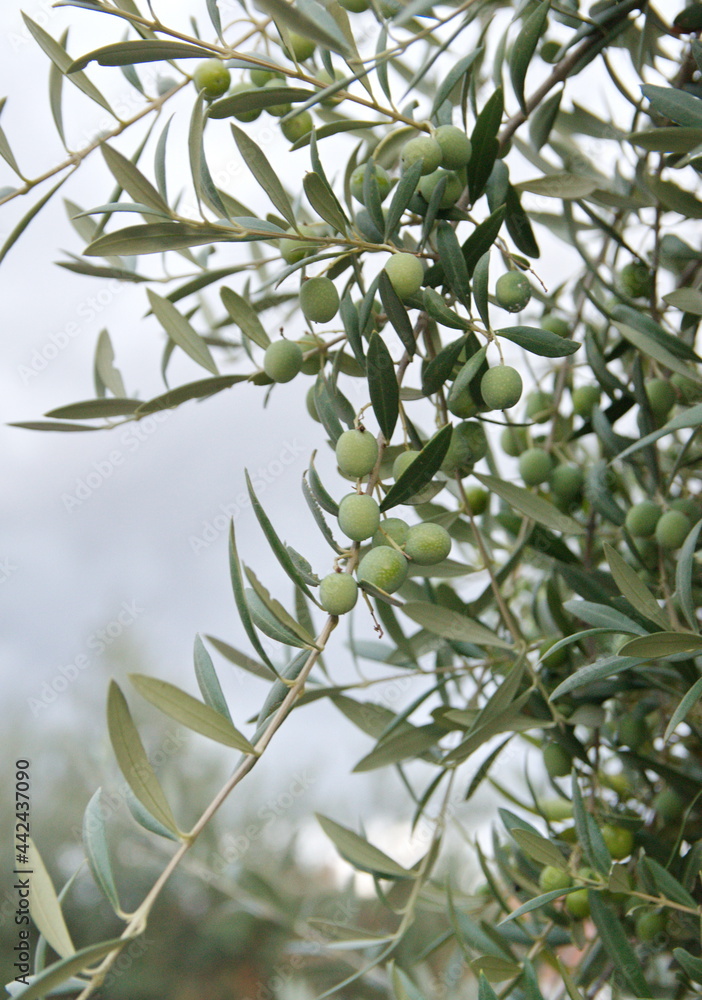 Olive tree with fruits, mediterranean olive tree, Olea europeana ...