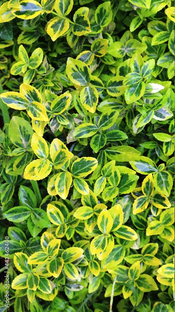 top view of live deciduous shrub background with teardrop-shaped green ...