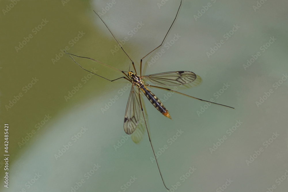 Female crane fly Nephrotoma quadrifaria. Family Crane flies (Tipulidae ...