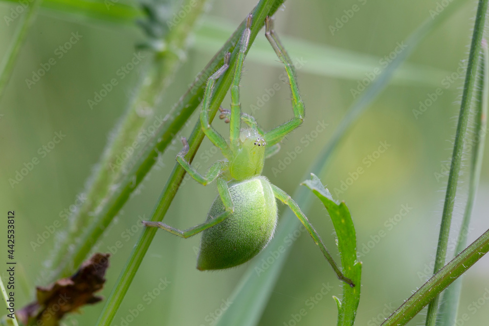 Female of green huntsman spider (Micrommata virescens) close up ...