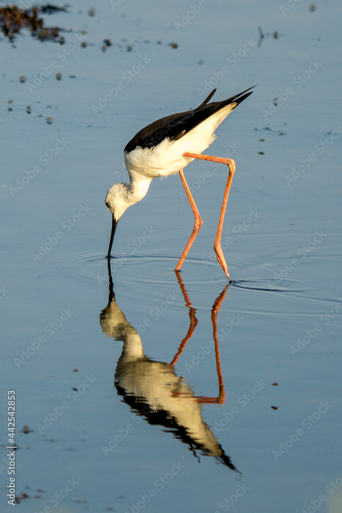 Italy Tuscany Maremma Grosseto, Castiglione della Pescaia, Diacia ...