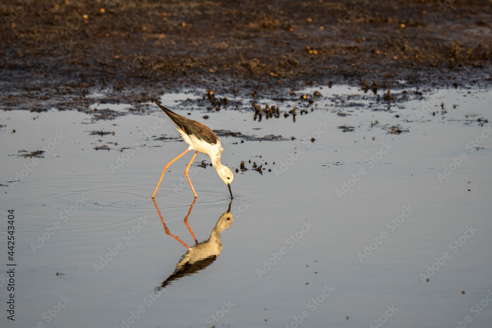 Foto de Italy Tuscany Maremma Grosseto, Castiglione della Pescaia ...