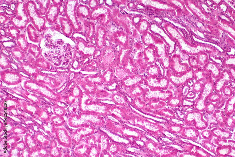 Histology of human kidney tissue under light microscope view for ...