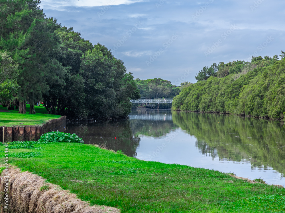 Cooks River sprawling with wildlife and Mangrove trees along the river ...