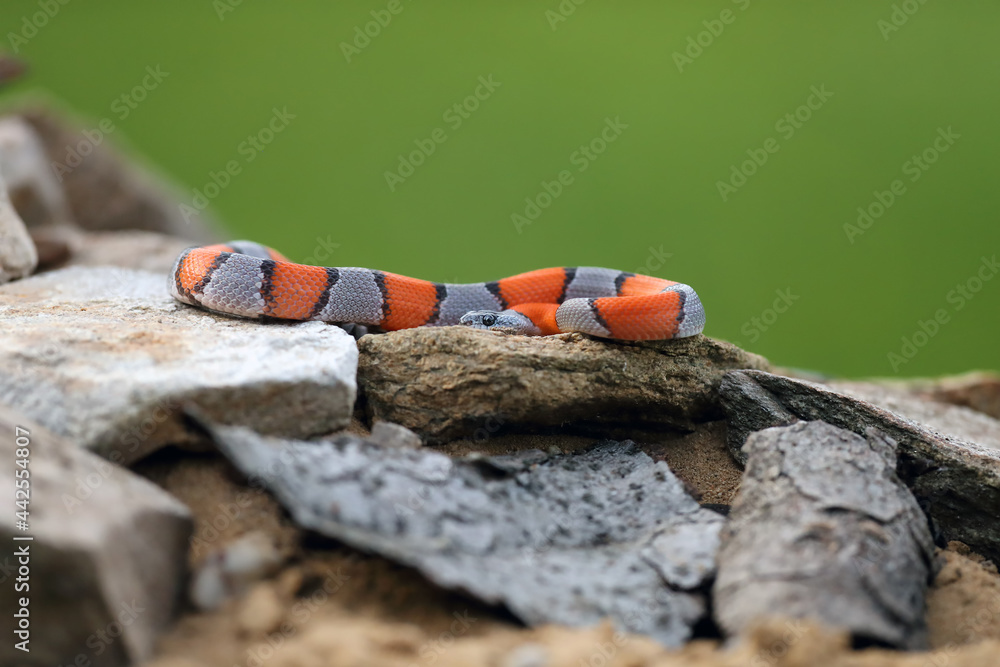 Gray Banded King Snake
