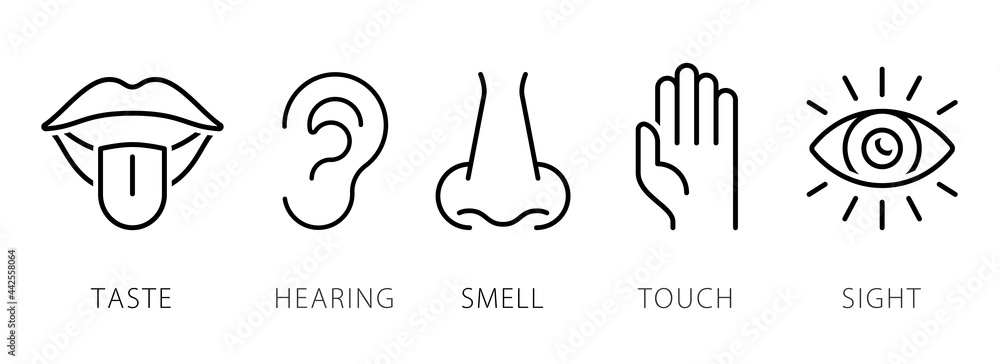 Creative vector illustration line icon set of five human senses. Vision ...