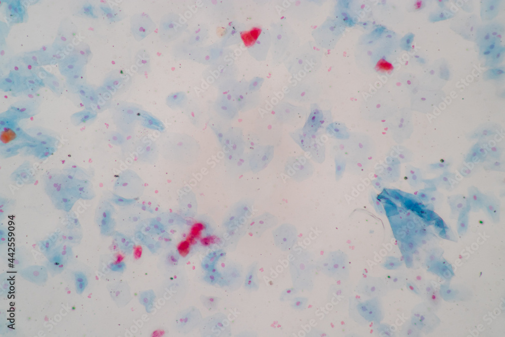 Characteristics of anatomy and Histological sample Squamous epithelial ...