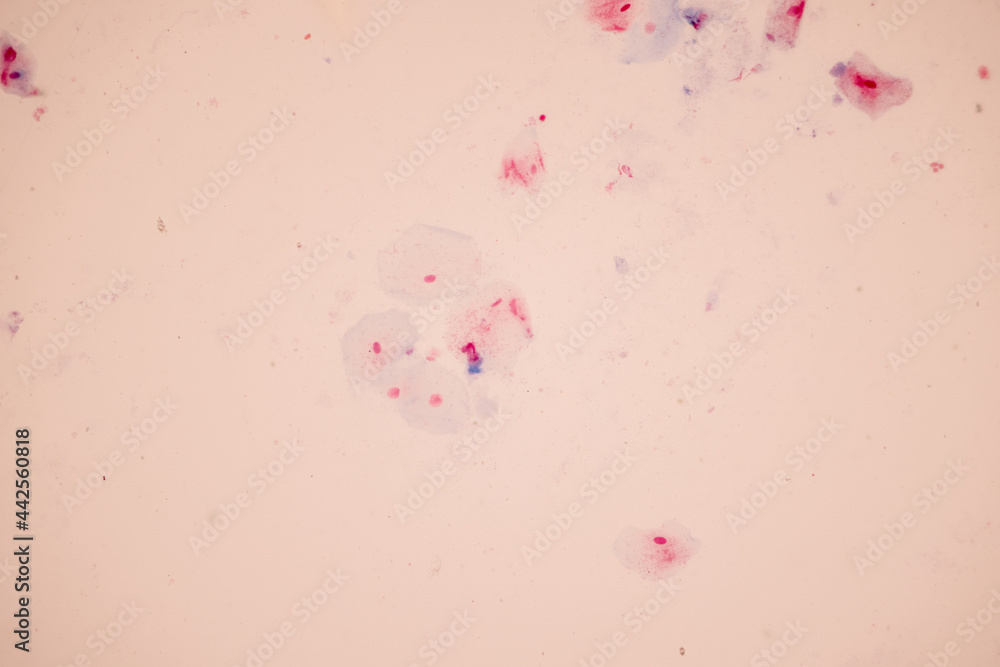 Characteristics of anatomy and Histological sample Squamous epithelial ...