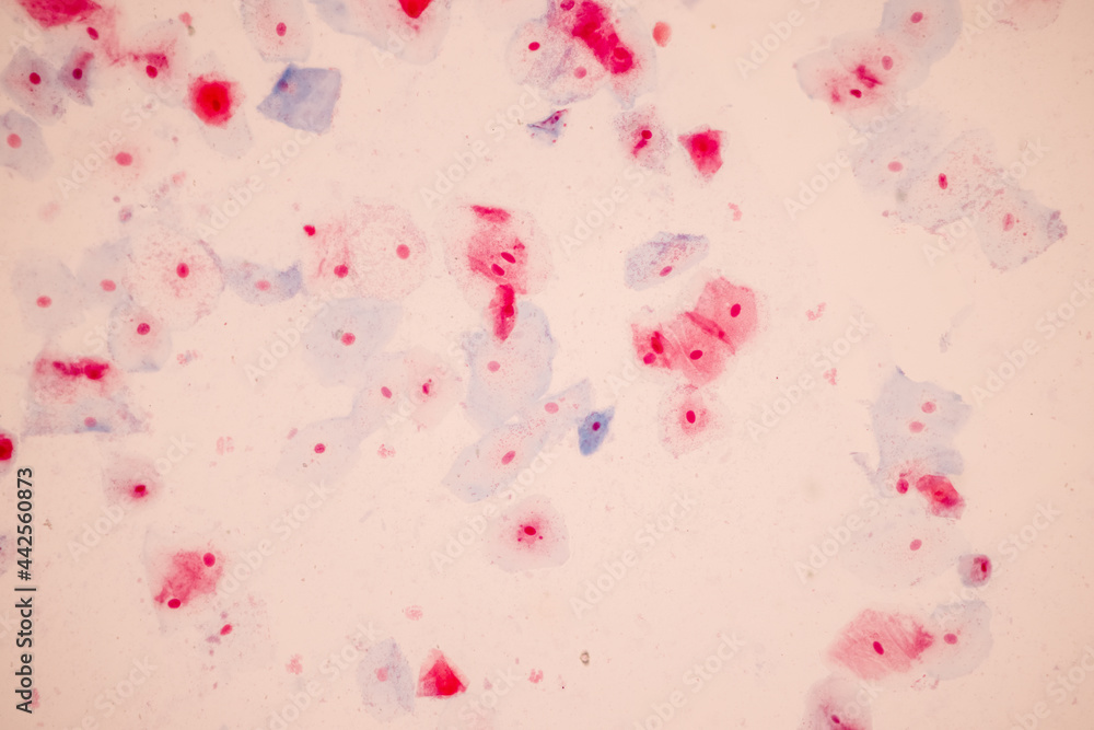Characteristics of anatomy and Histological sample Squamous epithelial ...