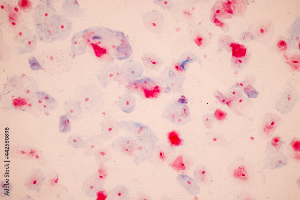 Characteristics of anatomy and Histological sample Squamous epithelial ...