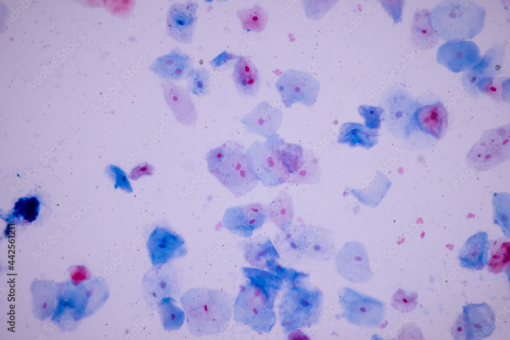 Characteristics of anatomy and Histological sample Squamous epithelial ...