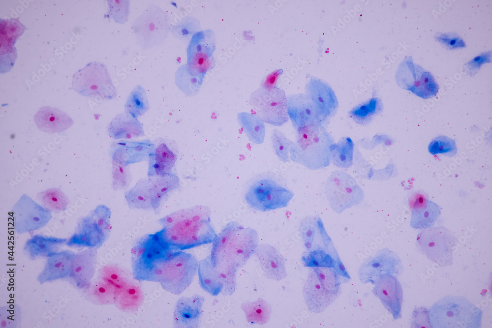 Characteristics of anatomy and Histological sample Squamous epithelial ...