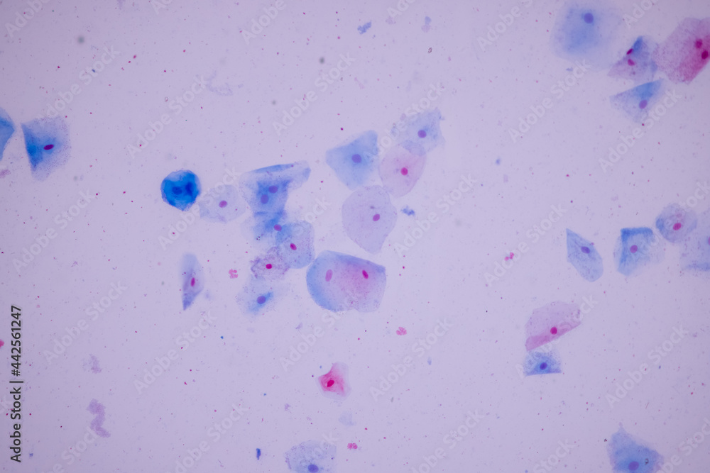 Characteristics of anatomy and Histological sample Squamous epithelial ...