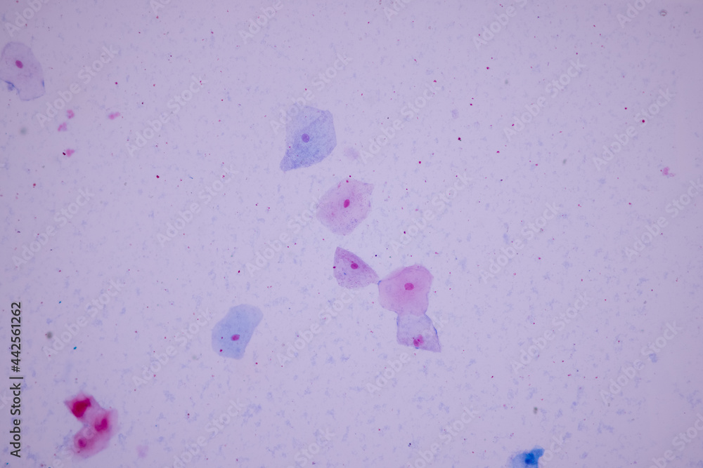 Characteristics of anatomy and Histological sample Squamous epithelial ...