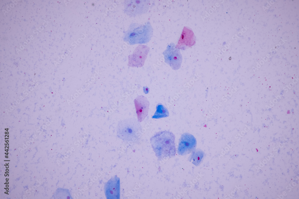 Characteristics of anatomy and Histological sample Squamous epithelial ...