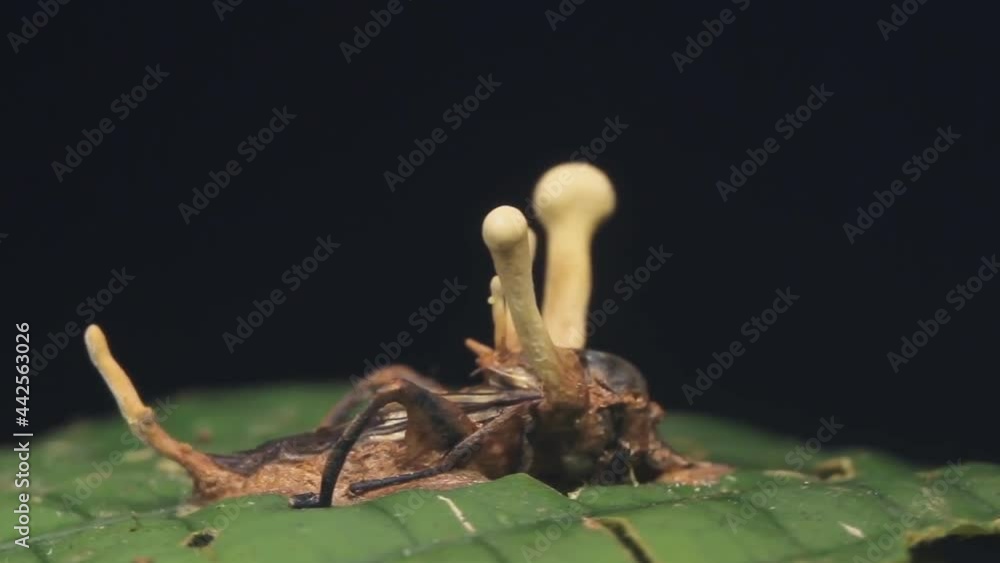 A parasite fungus (Cordyceps unilateralis) grows inside the insect ...
